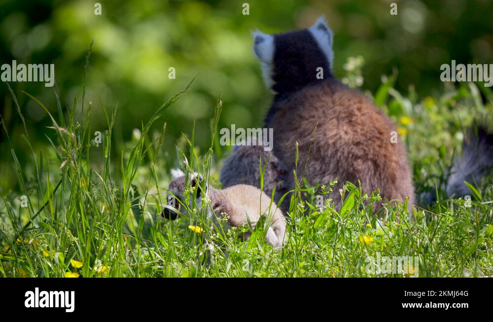 Baby lemurs Stock Videos & Footage - HD and 4K Video Clips - Alamy