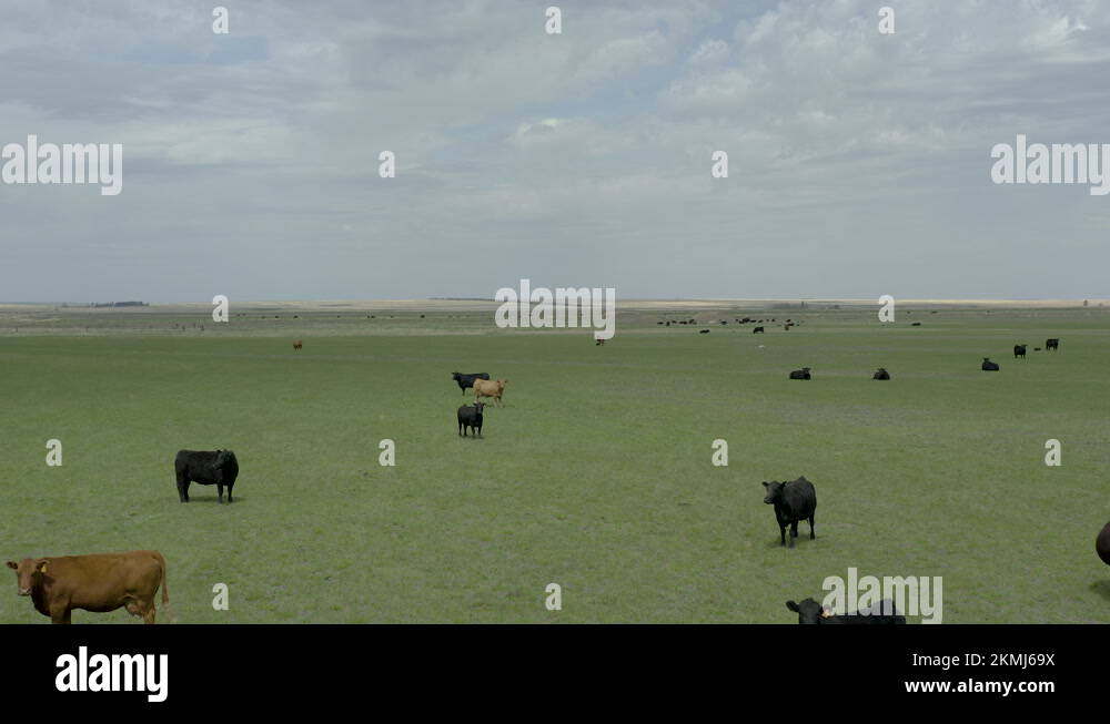 Hardy cows Stock Videos & Footage - HD and 4K Video Clips - Alamy