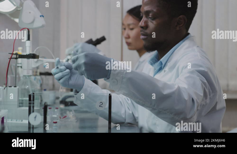 Lab rat testing Stock Videos & Footage - HD and 4K Video Clips - Alamy