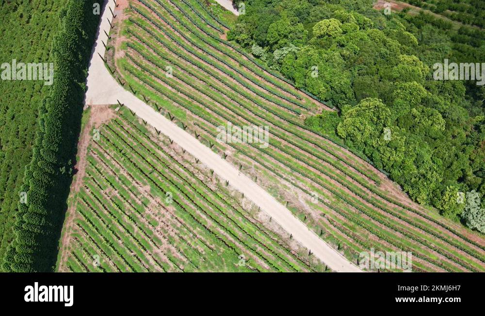 Conifer plantations Stock Videos & Footage - HD and 4K Video Clips - Alamy