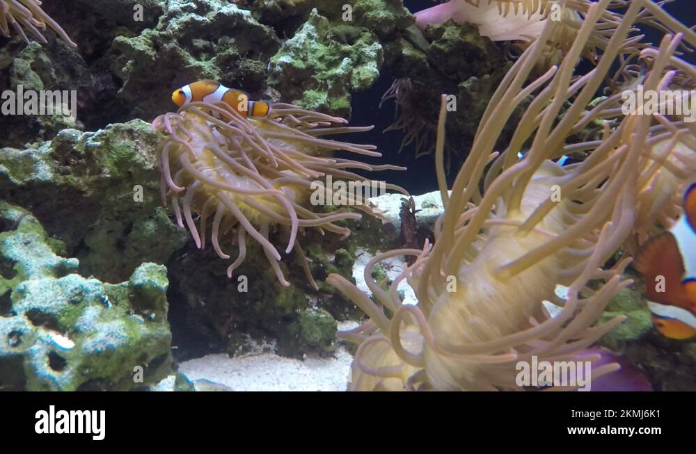 Fish protection Stock Videos & Footage - HD and 4K Video Clips - Alamy