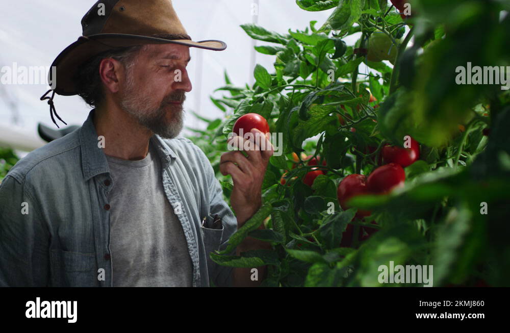 Man eating tomato Stock Videos & Footage - HD and 4K Video Clips - Alamy