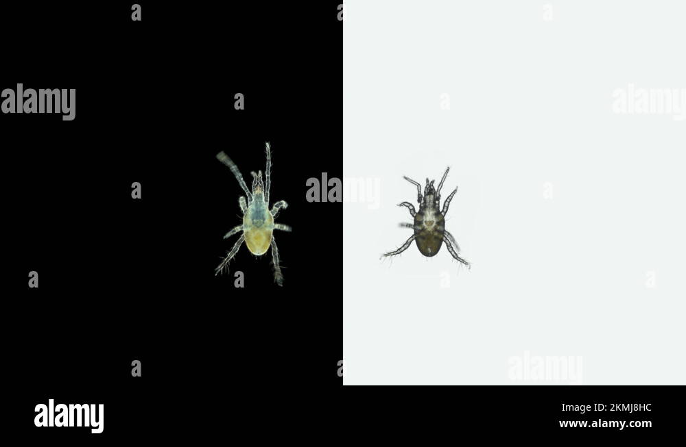 Acari mite Mesostigmata under microscope, Parasitoidea Superfamily ...