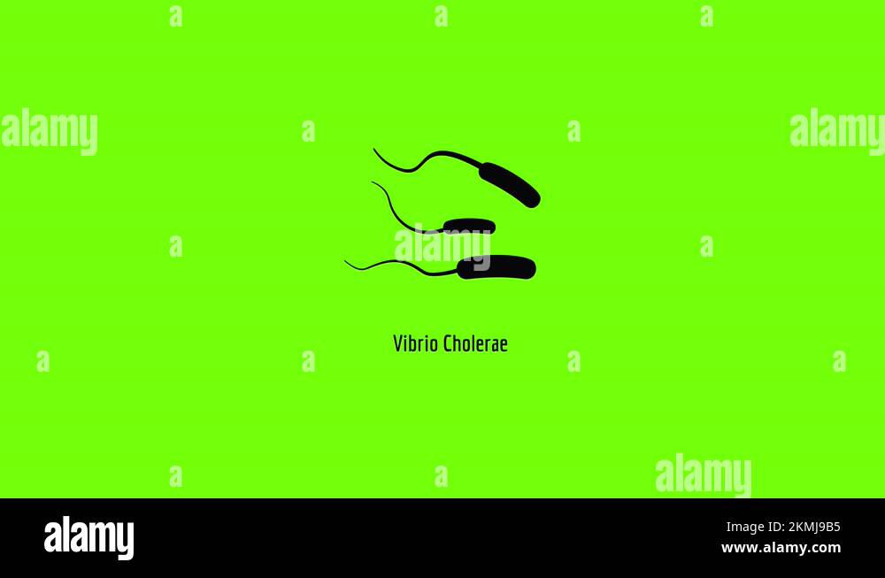 Vibrio cholerae bacterium Stock Videos & Footage - HD and 4K Video ...