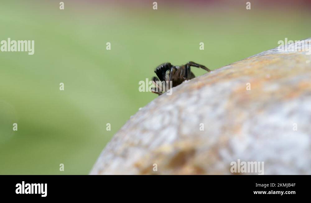 Female copper Stock Videos & Footage - HD and 4K Video Clips - Alamy