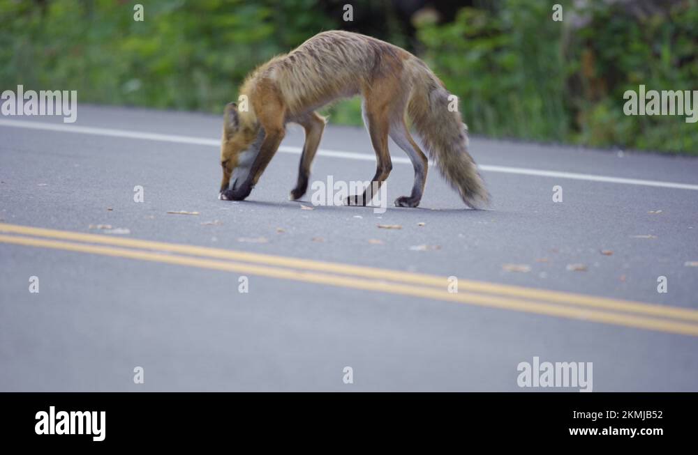 Ontario algonquin provincial park dog Stock Videos & Footage - HD and ...