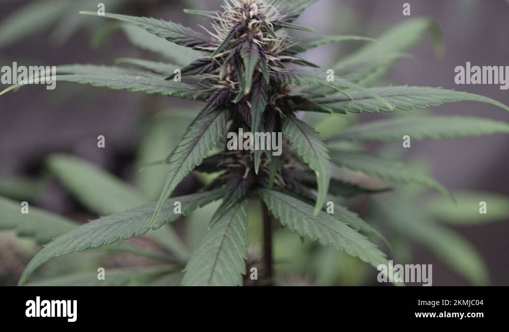 Flower plant purple weed Stock Videos & Footage - HD and 4K Video Clips ...