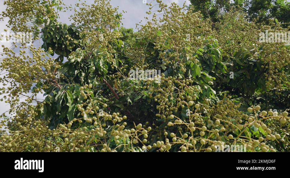 Longan tree Stock Videos & Footage - HD and 4K Video Clips - Alamy