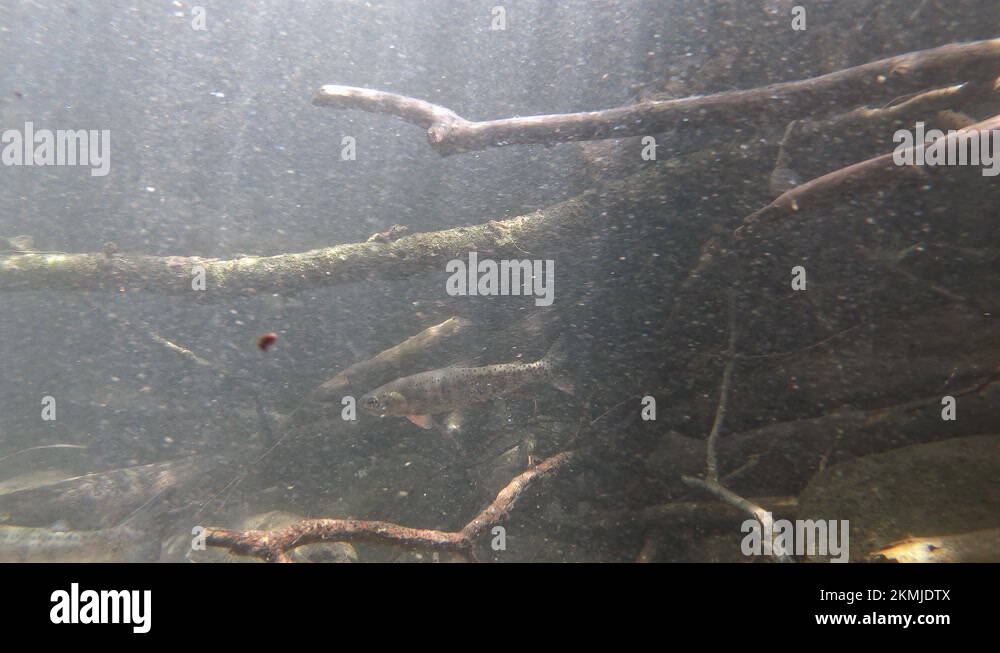 Trout underwater river Stock Videos & Footage - HD and 4K Video Clips ...