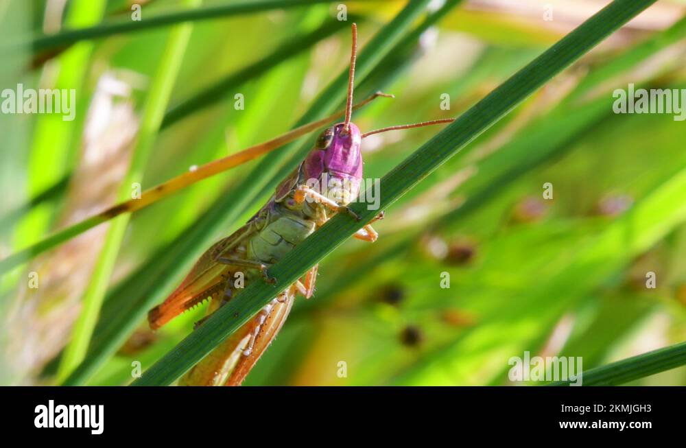 Pink Young Female of Meadow Grasshopper, Chorthippus parallelus Stock ...