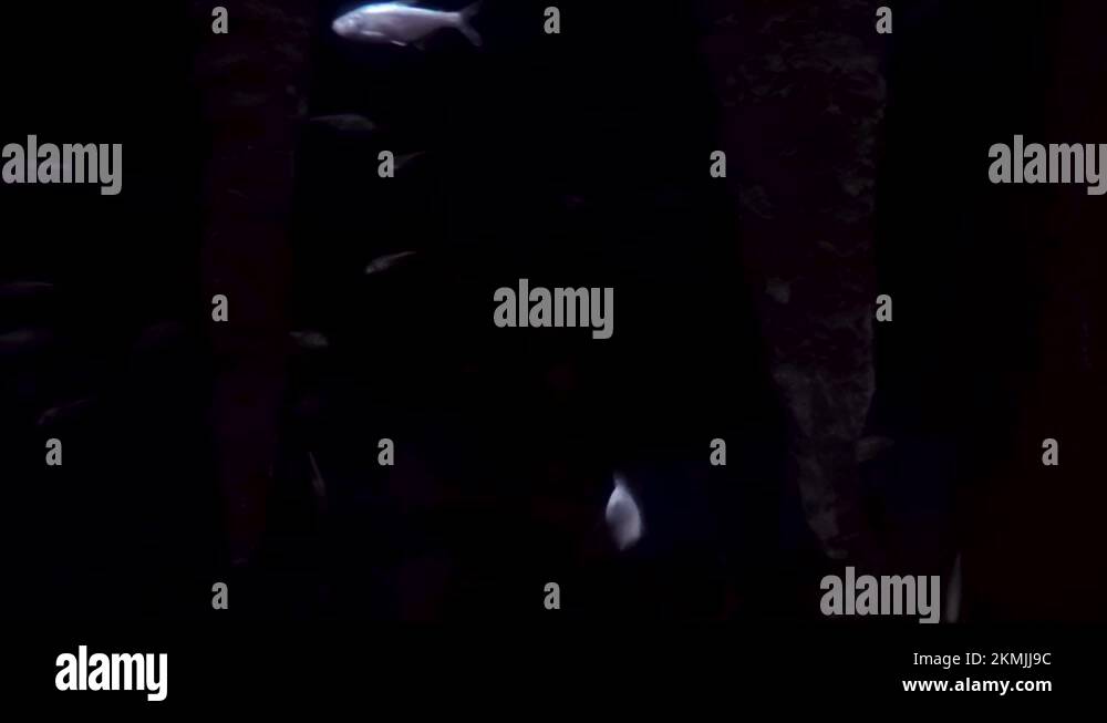 Mexican blind cave fish Stock Videos & Footage - HD and 4K Video Clips ...