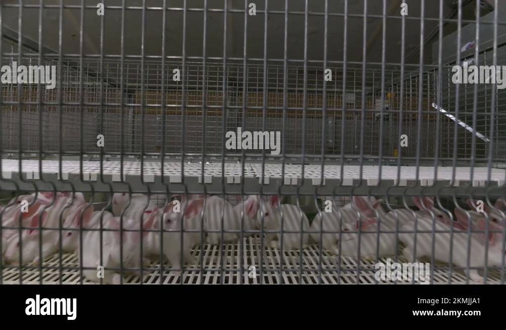 Breeding system Stock Videos & Footage - HD and 4K Video Clips - Alamy