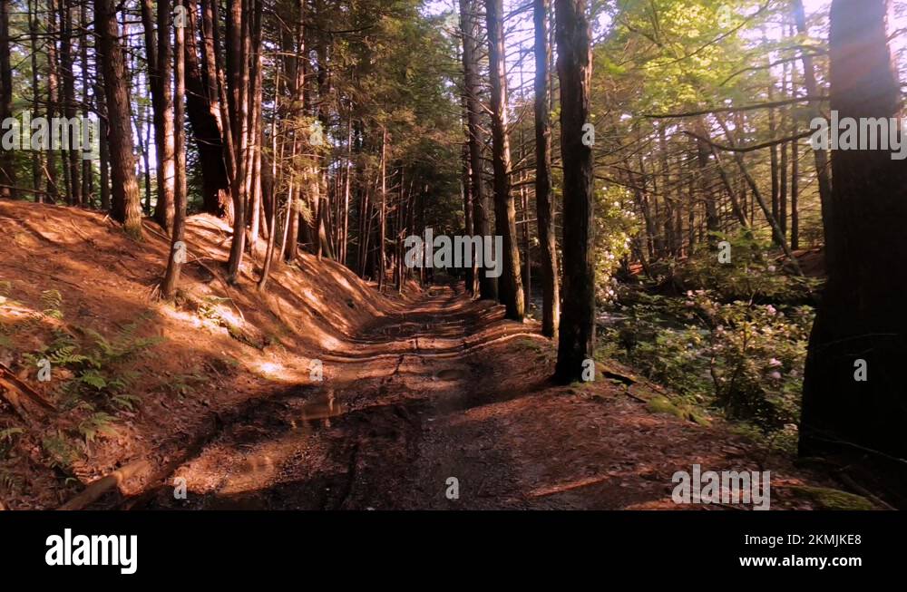 Walking tracks pine trees Stock Videos & Footage - HD and 4K Video Clips - Alamy