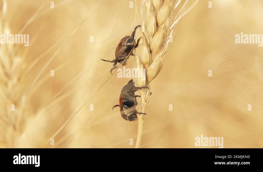 cereal crops field field. Agriculture. Harmful beetles spoil the wheat ...