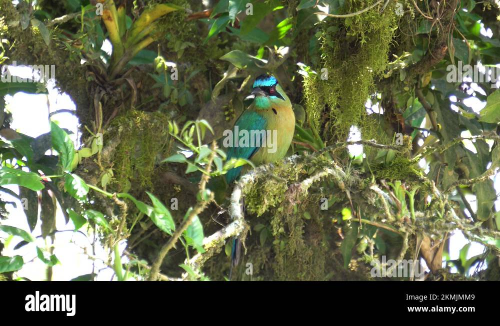 Colorful passerine bird Stock Videos & Footage - HD and 4K Video Clips ...