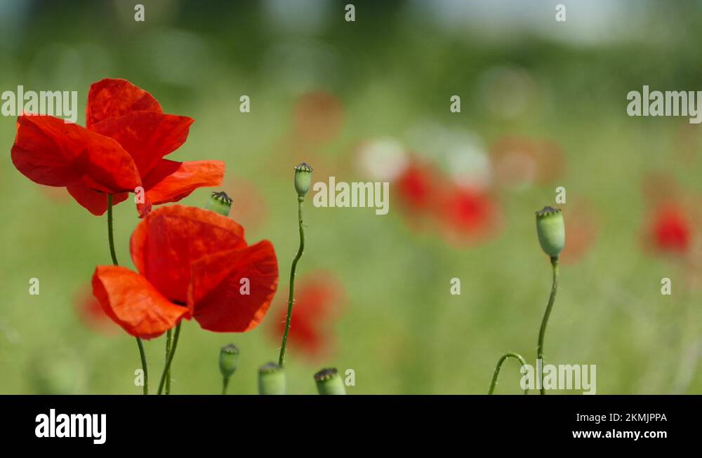 Red poppies sway in wind Stock Videos & Footage - HD and 4K Video Clips ...