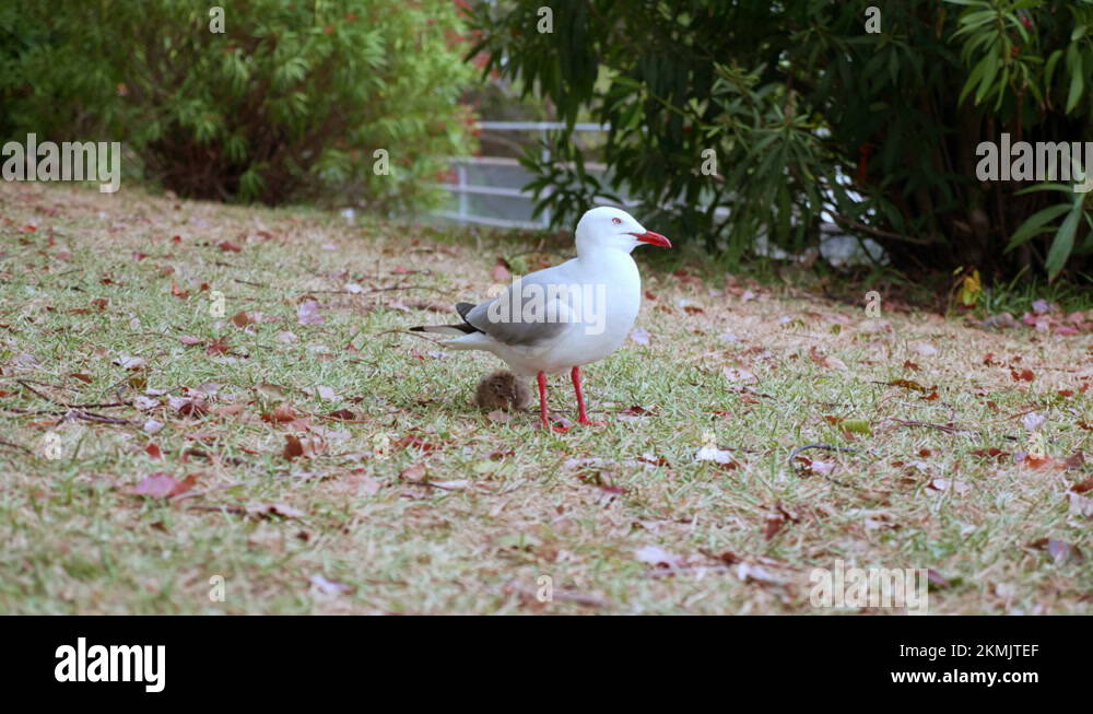 Protecting baby animal Stock Videos & Footage - HD and 4K Video Clips ...