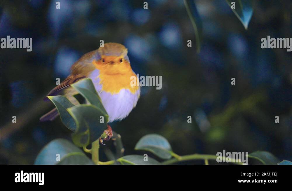 Holly bird Stock Videos & Footage - HD and 4K Video Clips - Alamy