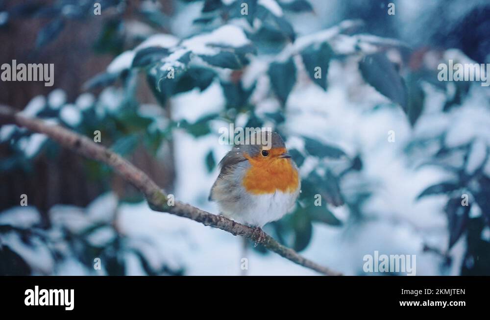 Holly branch snow robin Stock Videos & Footage - HD and 4K Video Clips ...