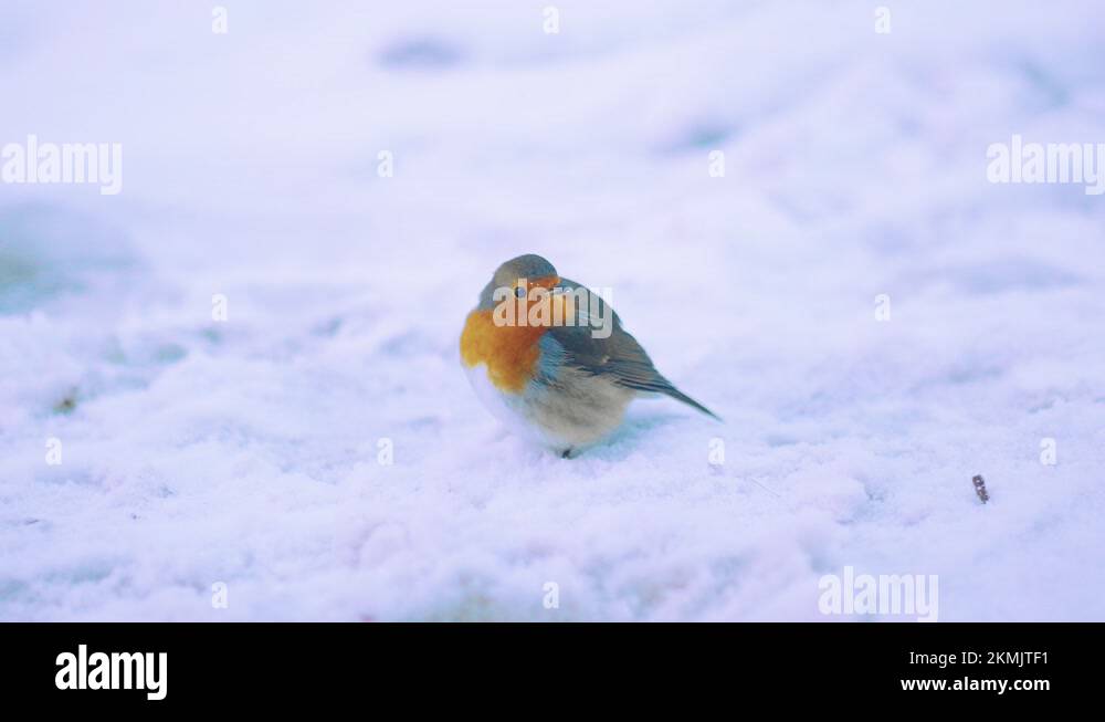 Robin friend Stock Videos & Footage - HD and 4K Video Clips - Alamy