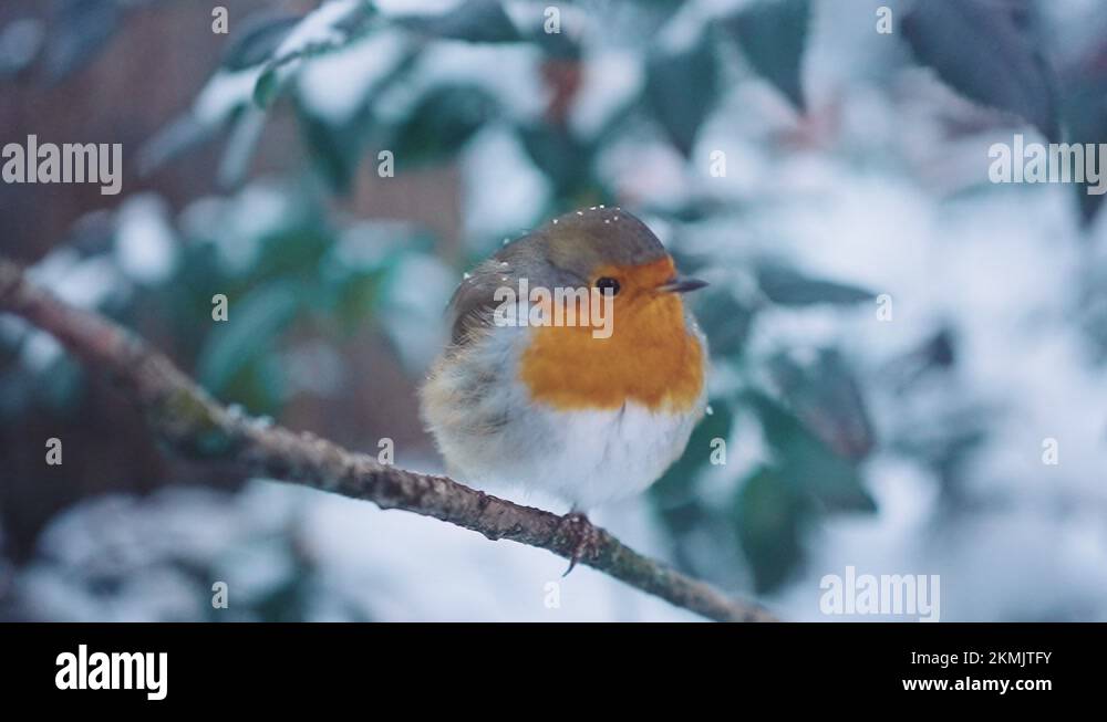 Contemplative robin bird in the snow moving its head down in a sad way ...