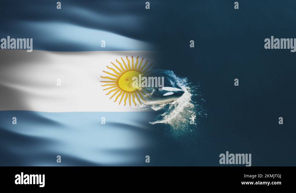 Argentina flag split with a Orca killer whale - 3d graphic animation ...