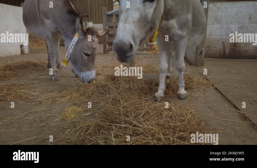 Miniature donkeys eating straw at the Isle of Wight Donkey Sanctuary ...