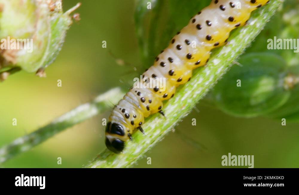 Dingy footman moth Stock Videos & Footage - HD and 4K Video Clips - Alamy