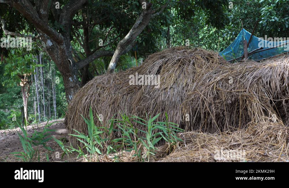 Ground straw texture Stock Videos & Footage - HD and 4K Video Clips - Alamy