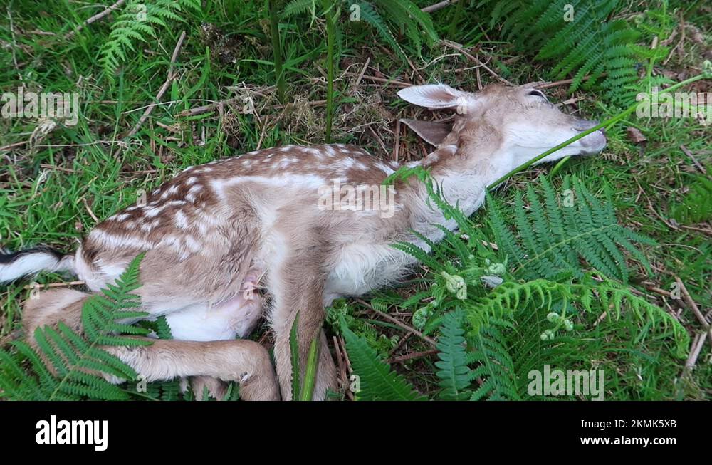 Causes close Stock Videos & Footage - HD and 4K Video Clips - Alamy