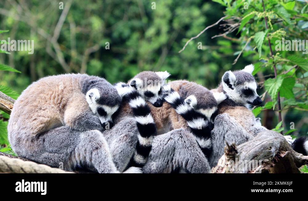 Sleeping lemur Stock Videos & Footage - HD and 4K Video Clips - Alamy