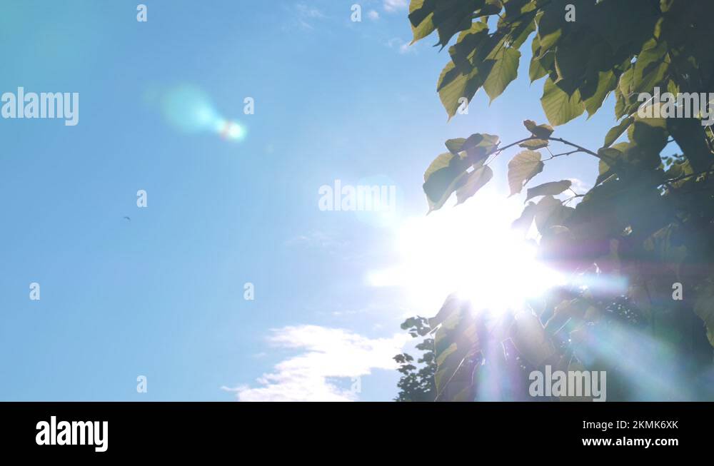 Rays sunshine go through Stock Videos & Footage - HD and 4K Video Clips ...