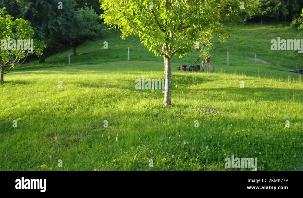 Man Lawn Mowing Grass Between Fruit Trees Making His Property More 6022