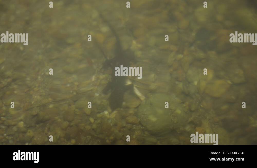 Japanese Fire Belly Newt (Cynops pyrrhogaster) underwater in river at ...