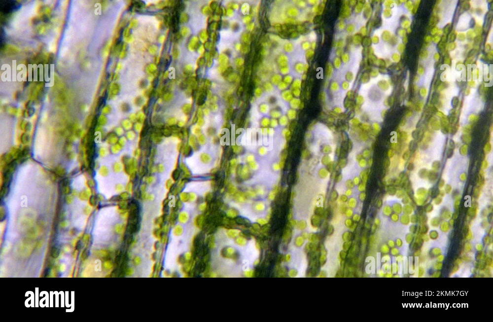 Plant cells with chlorophyll Stock Videos & Footage - HD and 4K Video ...