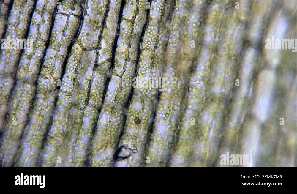 Chloroplasts cells Stock Videos & Footage - HD and 4K Video Clips - Alamy