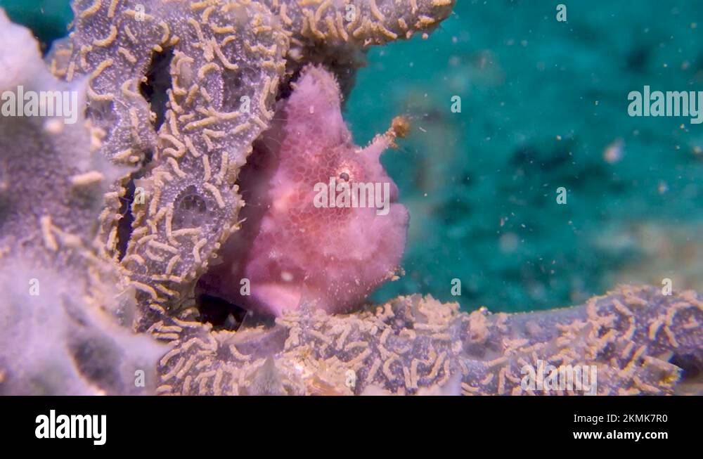 Coral predator Stock Videos & Footage - HD and 4K Video Clips - Alamy