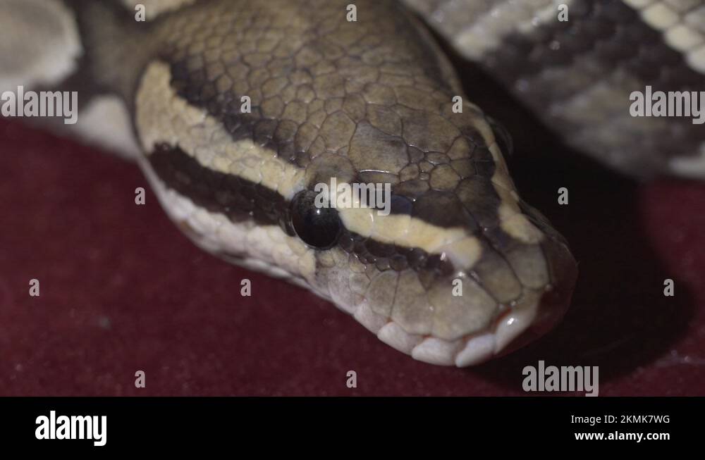 Red snake eye Stock Videos & Footage - HD and 4K Video Clips - Alamy