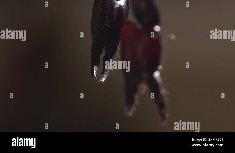 Pincer claw Stock Videos & Footage - HD and 4K Video Clips - Alamy