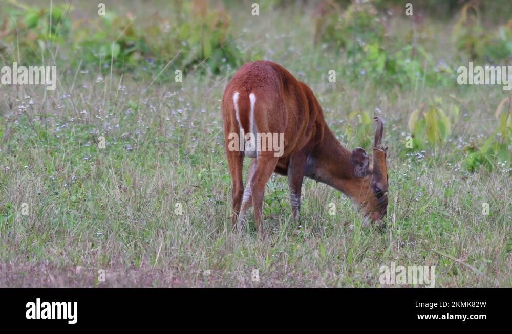 Common species of deer Stock Videos & Footage - HD and 4K Video Clips ...