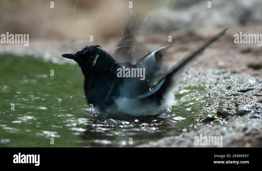 Robin magpie is national bird of bangladesh Stock Videos & Footage - HD ...