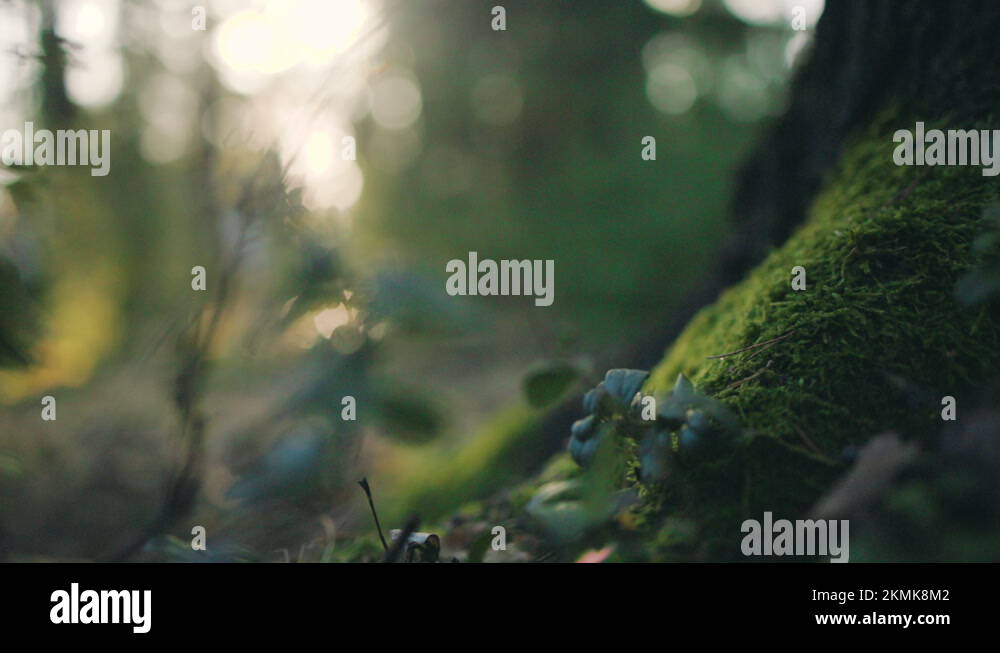 Firmoss Stock Videos & Footage - HD and 4K Video Clips - Alamy