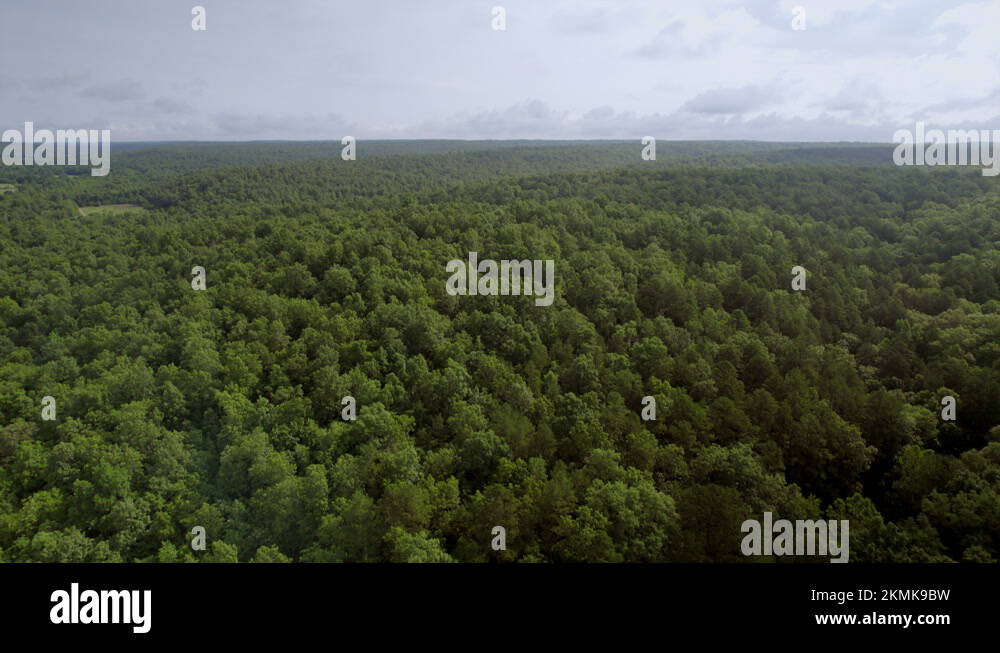 Southern forest landscape Stock Videos & Footage - HD and 4K Video ...