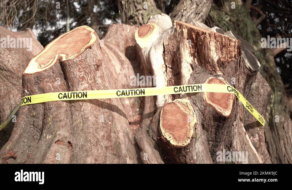 Tree deforestation Stock Videos & Footage - HD and 4K Video Clips - Alamy