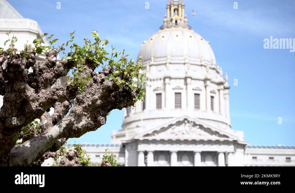 Baroque bird art Stock Videos & Footage - HD and 4K Video Clips - Alamy