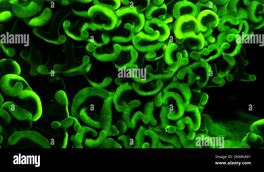 Green fluorescent coral at night during fluorescent scuba dive in the ...