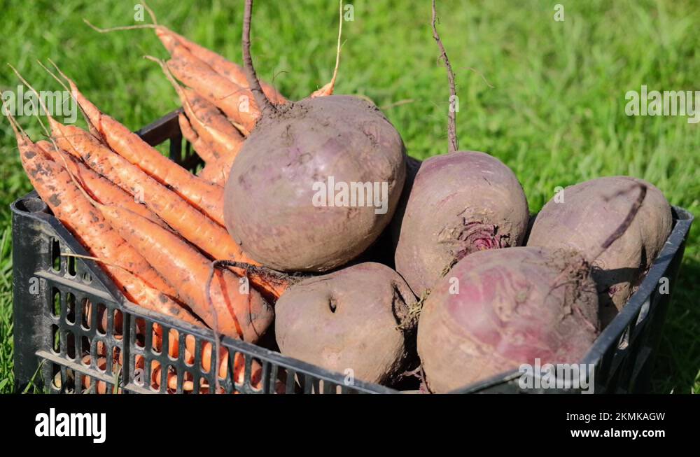 Healthy food harvesting Stock Videos & Footage - HD and 4K Video Clips ...