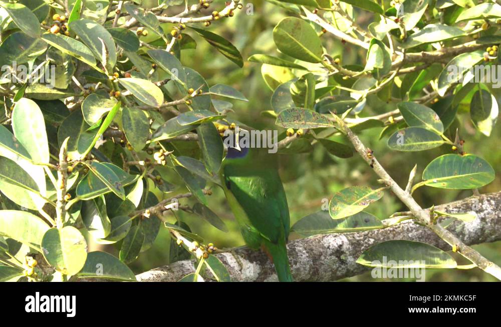 Strangler fig tree in Stock Videos & Footage - HD and 4K Video Clips ...