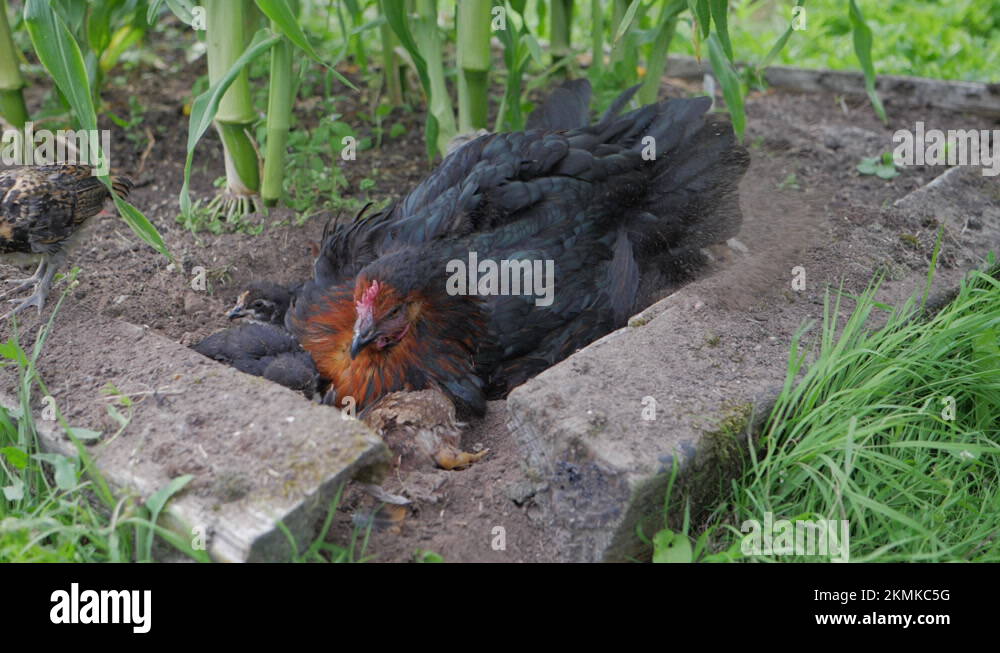 Chic hen Stock Videos & Footage - HD and 4K Video Clips - Alamy