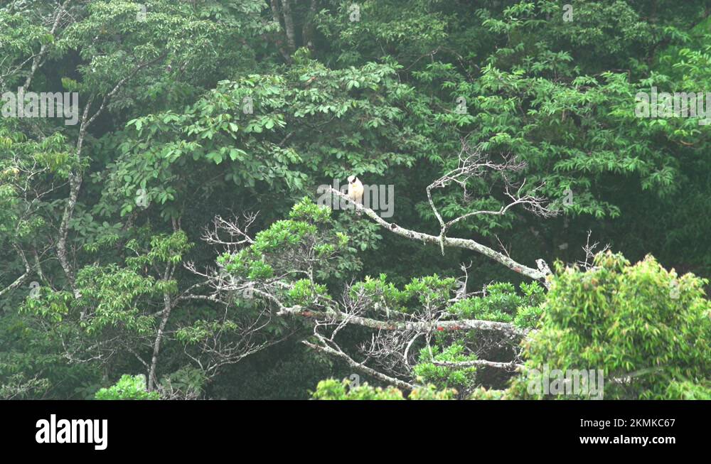 Snake hawk Stock Videos & Footage - HD and 4K Video Clips - Alamy